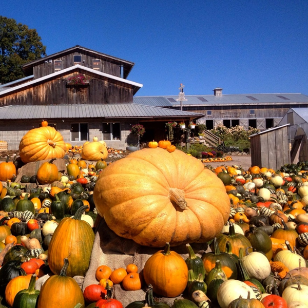 Why We Visit Northern Michigan in October - Lavender Hill Farm