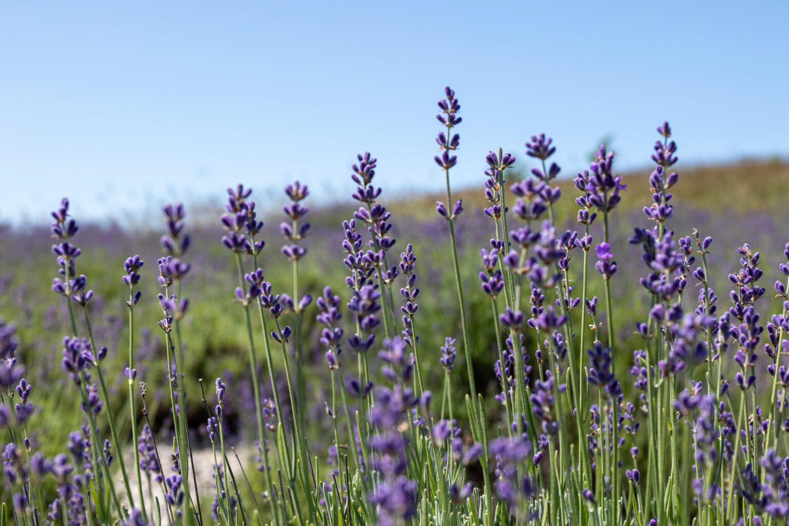 How to Identify your Lavender Species - Lavender Hill Farm