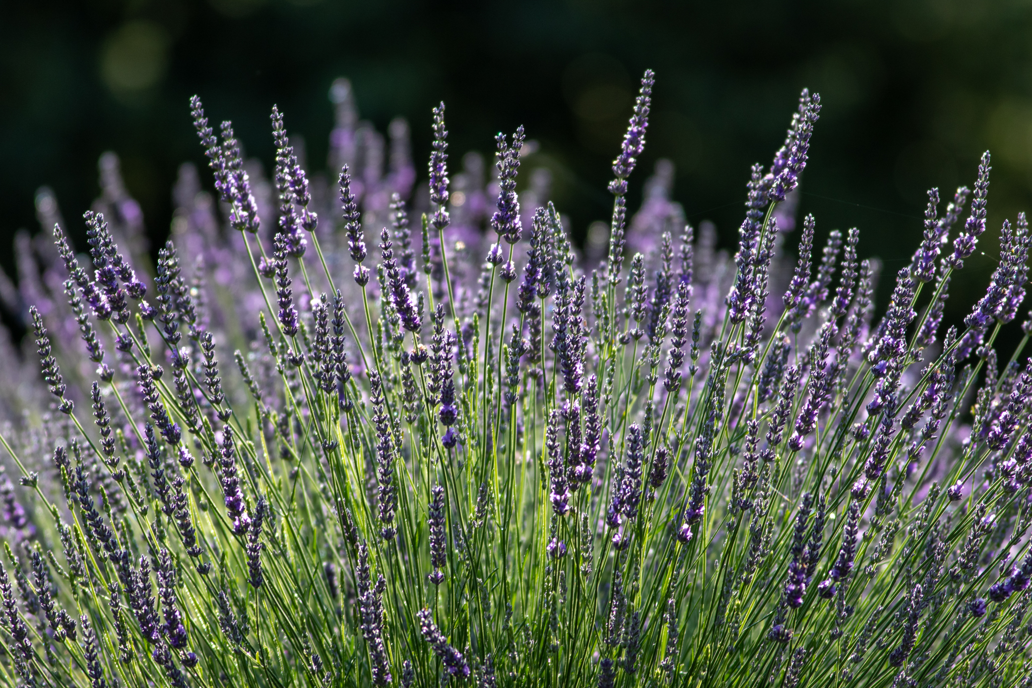 How to Identify your Lavender Species - Lavender Hill Farm