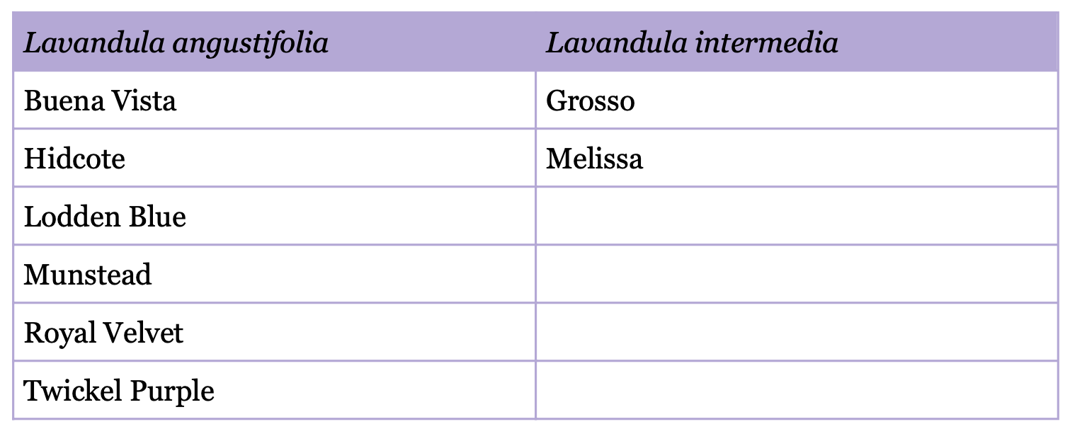 Caring for Your Lavender in the Winter - Lavender Hill Farm