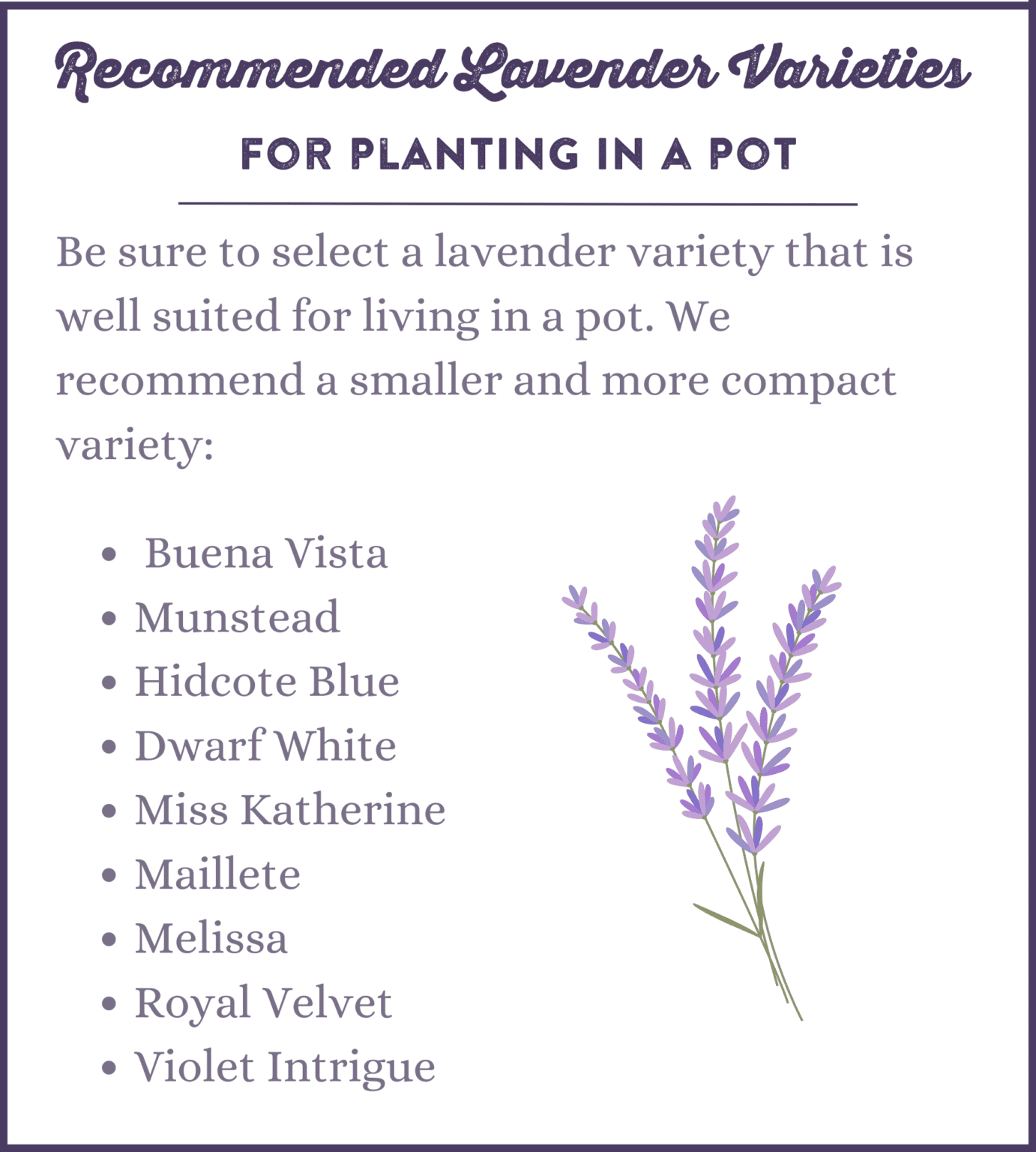 Planting Lavender in a Pot - Lavender Hill Farm
