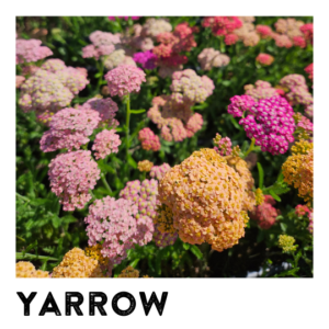 Cut Flowers: Yarrow - Lavender Hill Farm