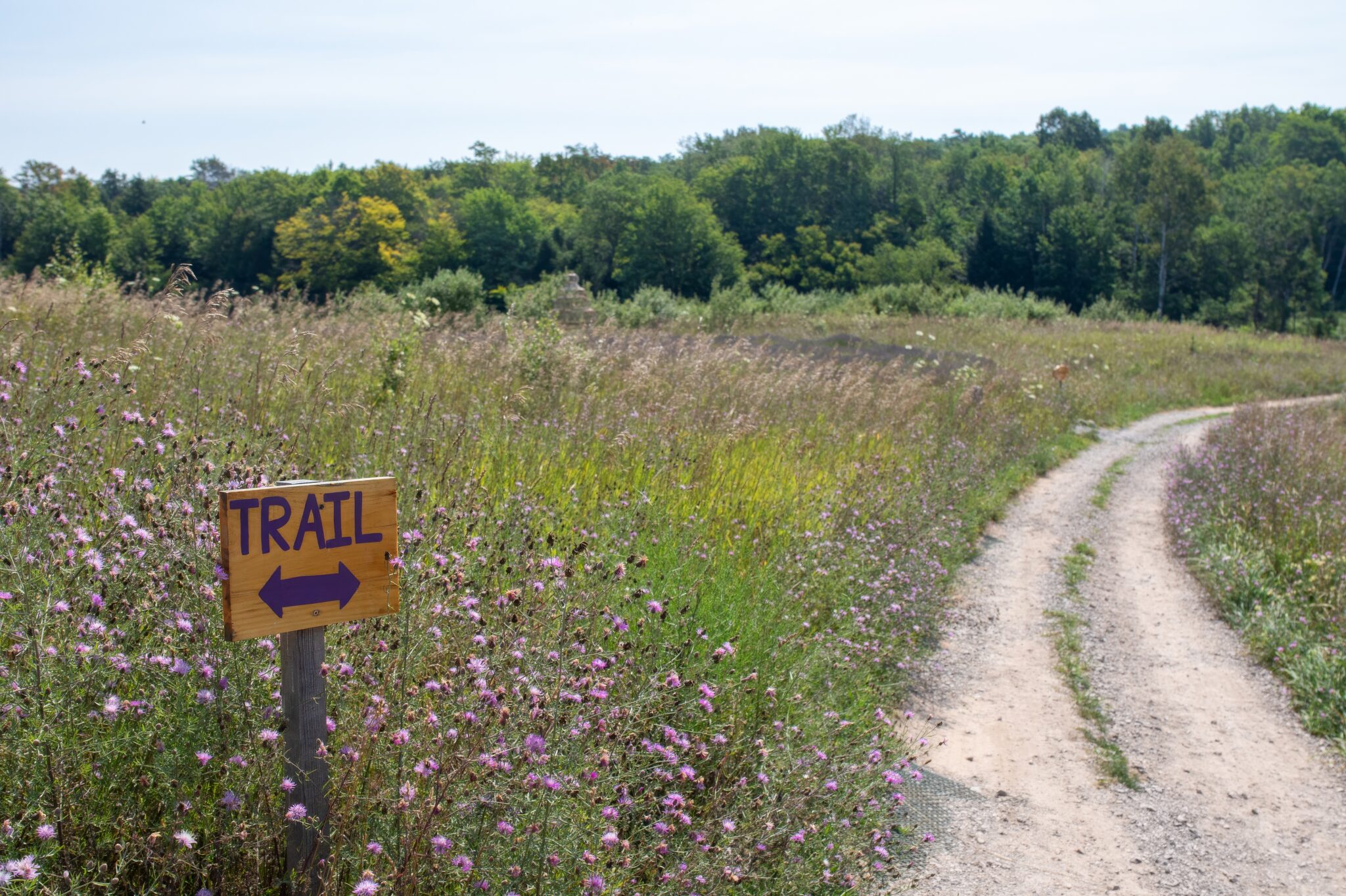 Explore the Farm - Lavender Hill Farm